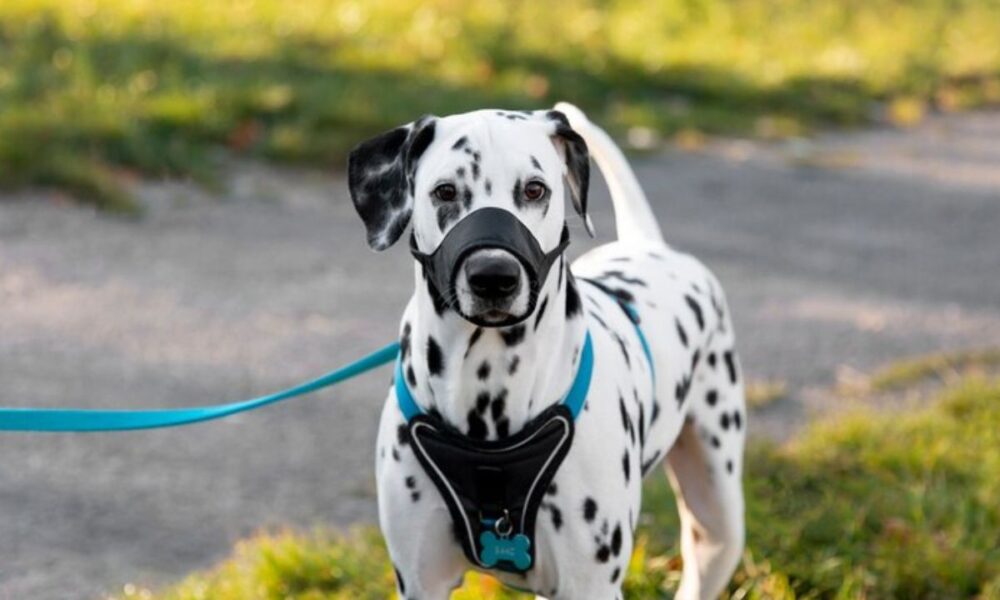 Life and Achievements of Justin Chien: A Comprehensive Overview